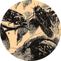 DREAMCICADAS – A blog about art & culture